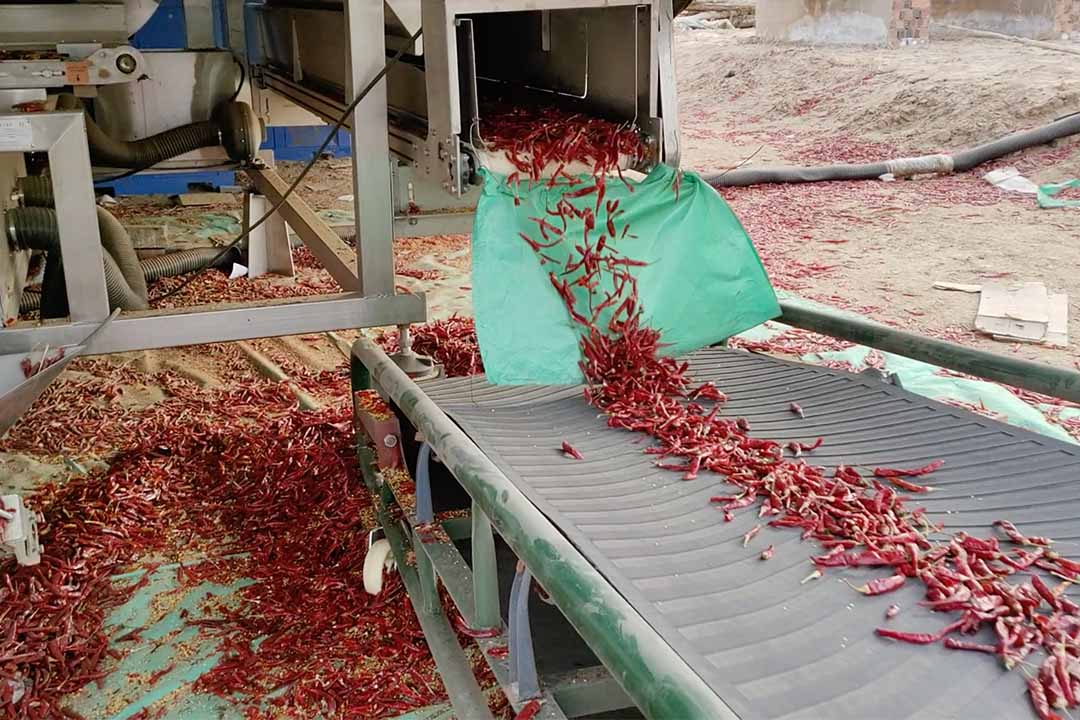 He Impact Of Artificial Intelligence On The Sorting Of Super-Long Chili ...